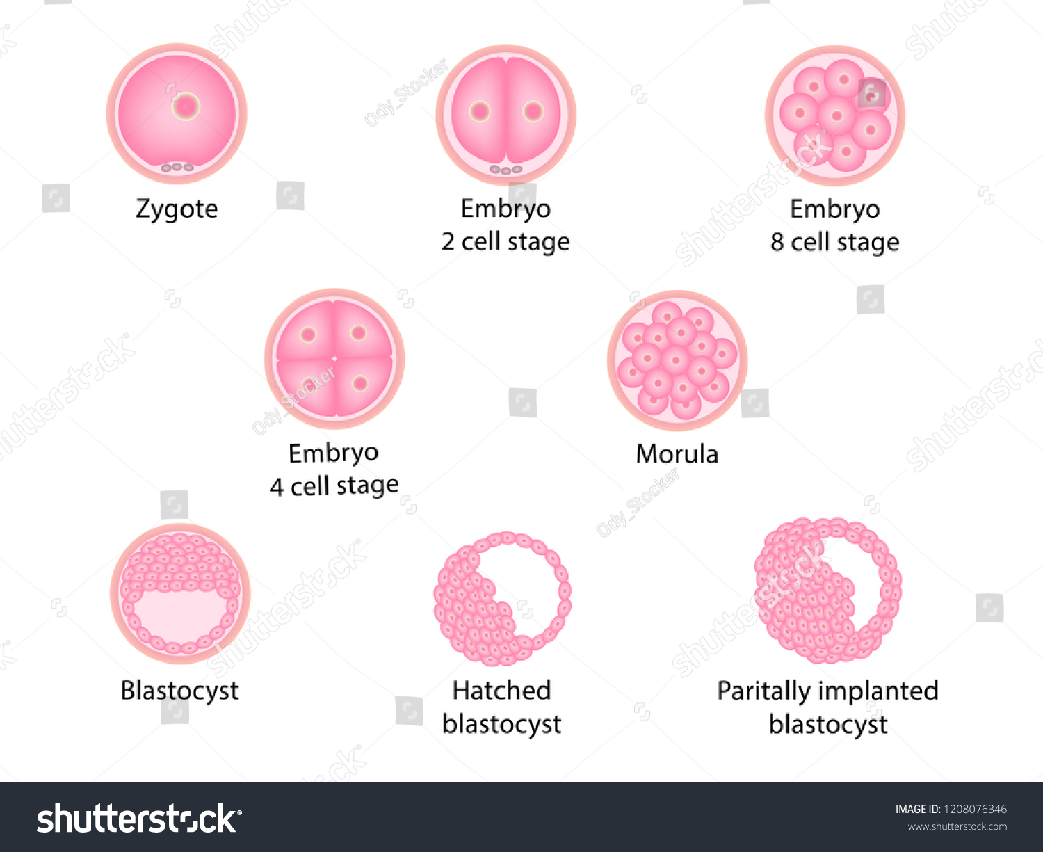 Early Human Development Vector Illustration Eps10: vector de stock ...