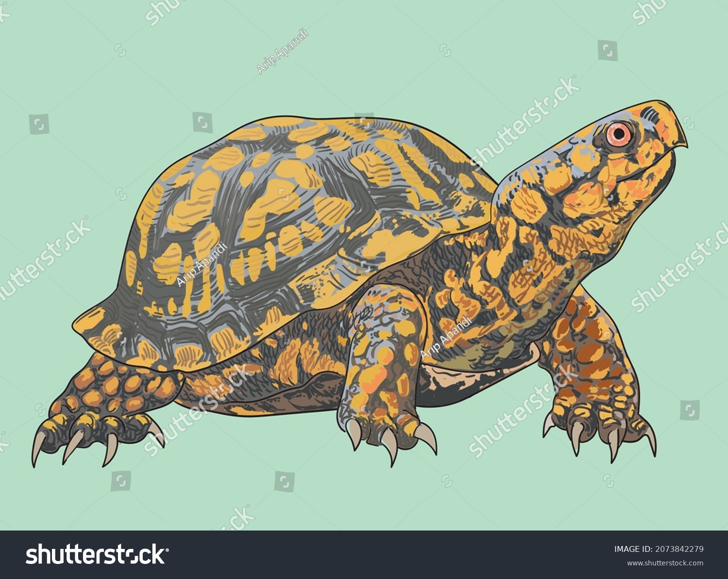 185 рез. по запросу «Box turtle drawing» — изображения, стоковые ...