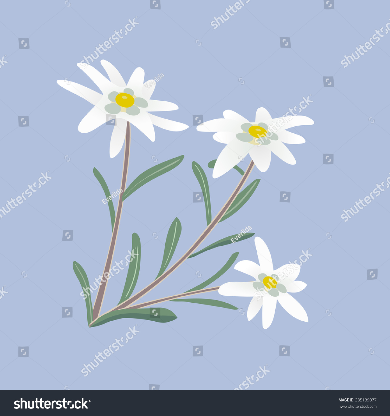 Edelweiss Flowersvector Illustration Stock Vector (Royalty Free) 385139077