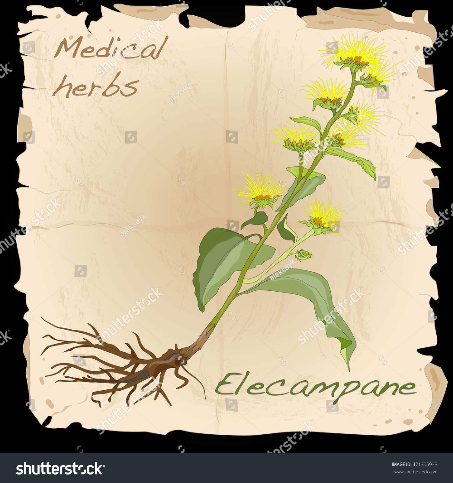 Elecampane Vector Illustration Isolated Stock Vector (Royalty Free ...