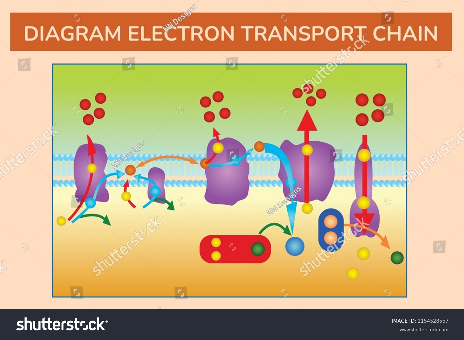 Electron Transport Chain Vector Diagram Stock Vector (Royalty Free ...
