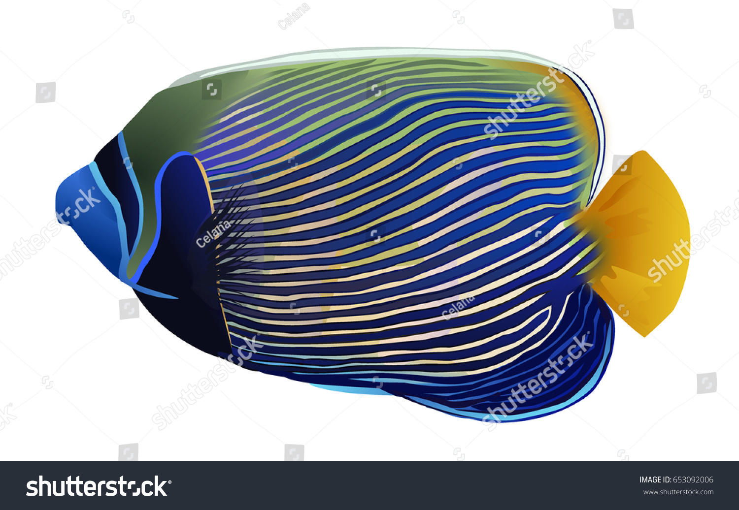 Emperor Angelfish Isolated Stock Vector (Royalty Free) 653092006 ...