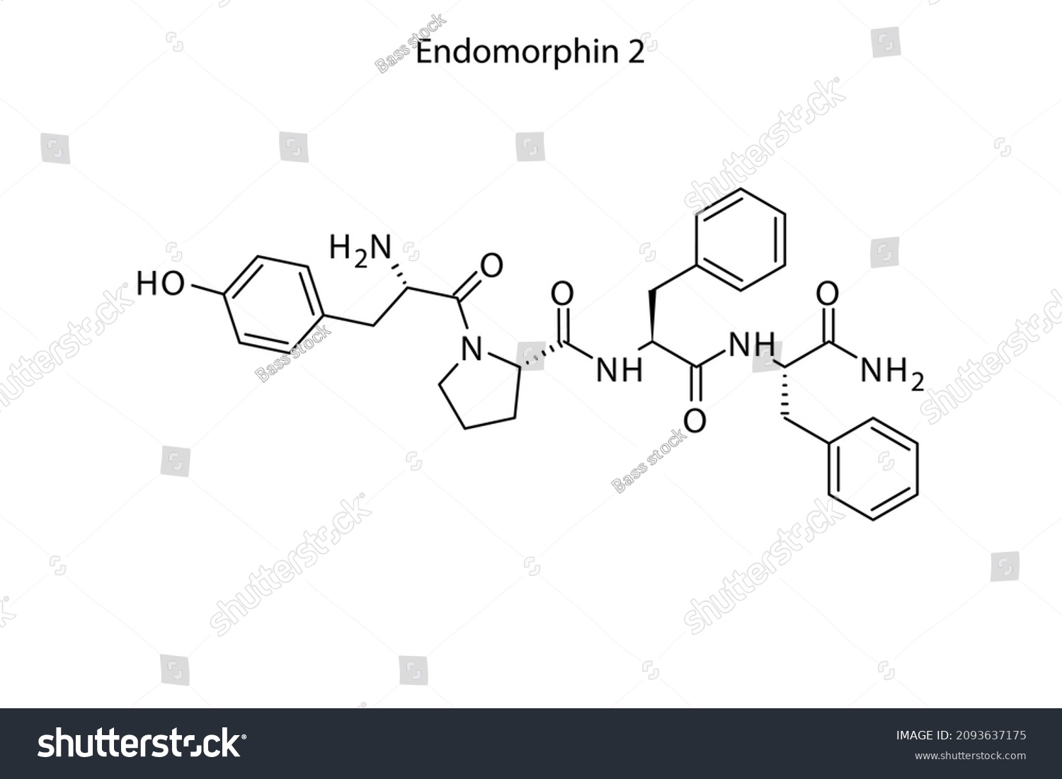 Endomorphin 2 Biomolecule Molecular Formula Skeletal Stock Vector ...