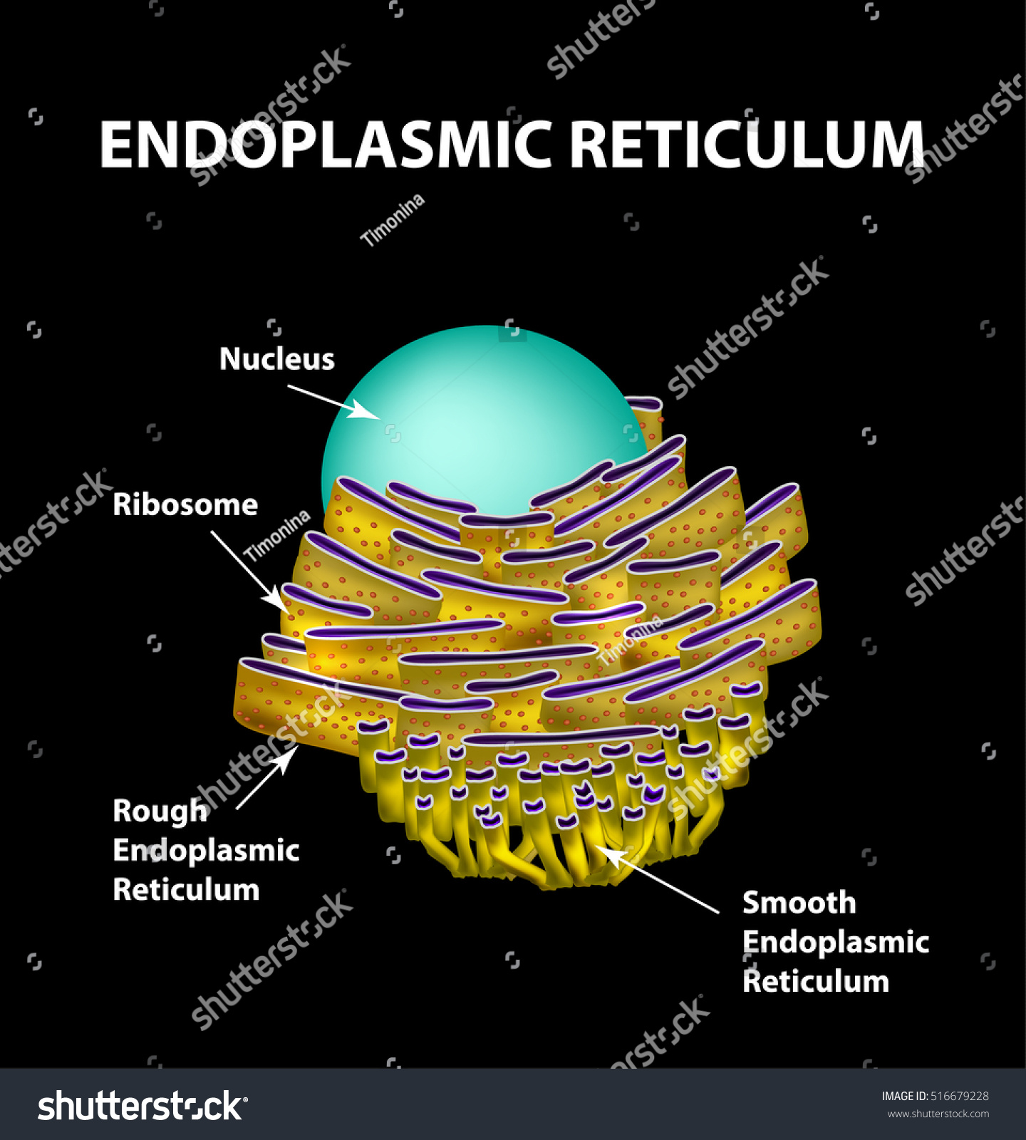 Endoplasmic Reticulum Structure Infographics Vector Illustration ...