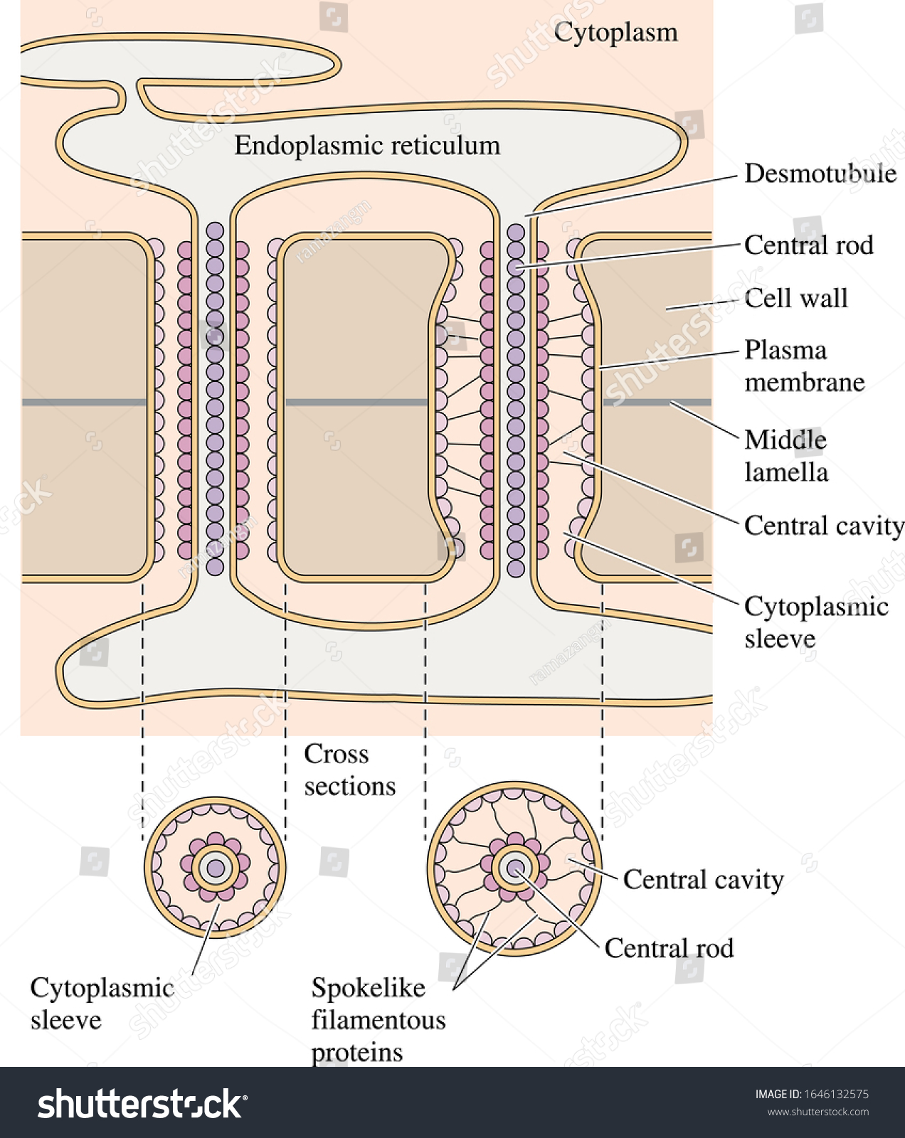 Endoplasmic Reticulum Working System Plants 库存矢量图(免版税)1646132575 ... Endoplasmic Reticulum Working System Plants 库存矢量图(免版税)1646132575 ...