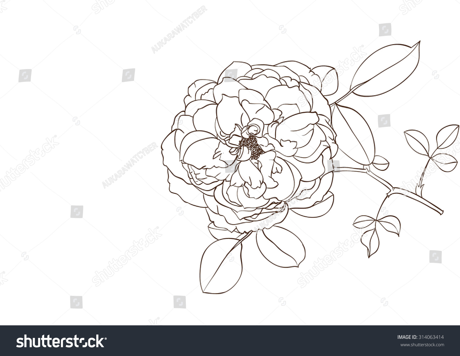 English Rose Drawing Vector Stock Vector (Royalty Free) 314063414