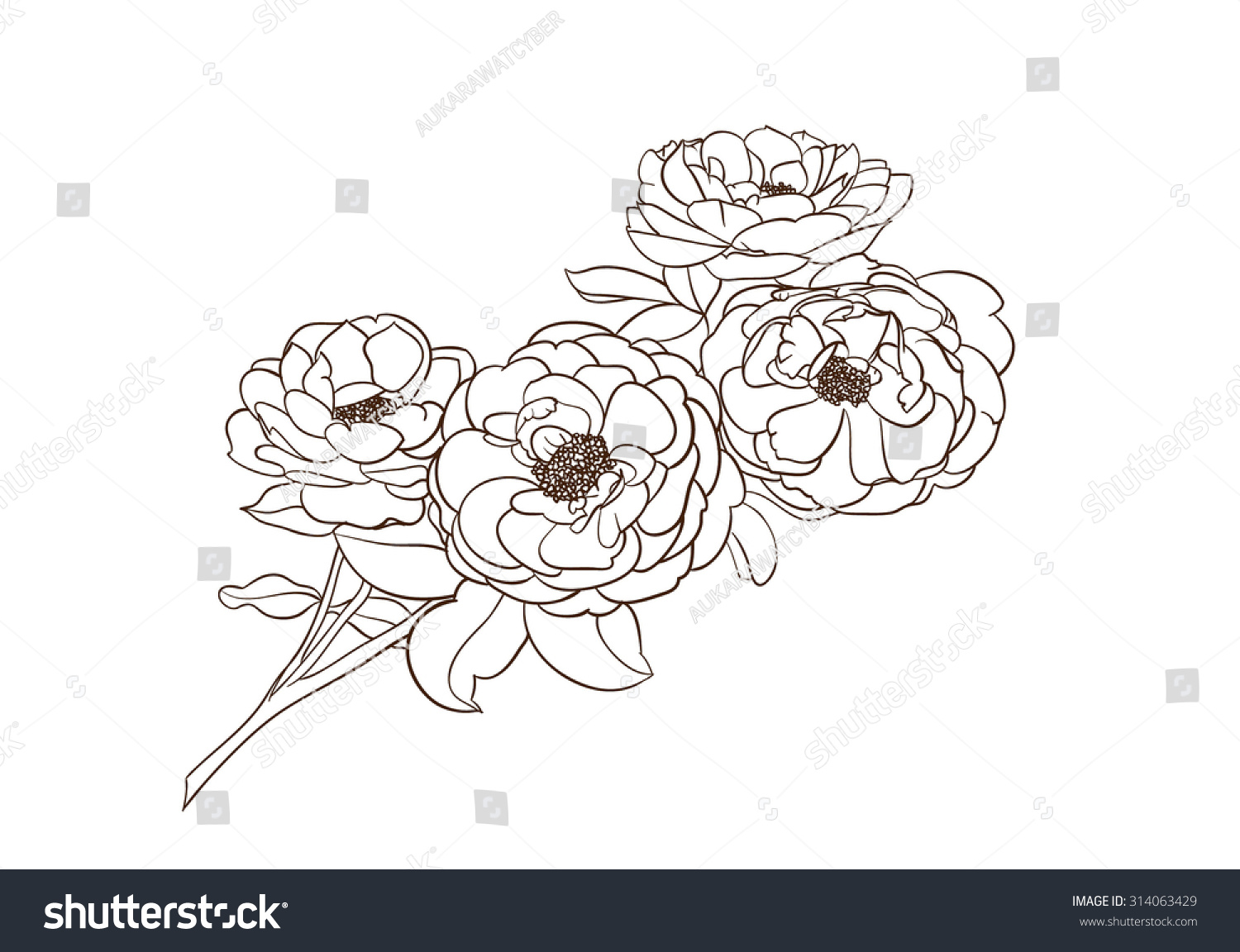English Rose Drawing Vector Stock Vector (Royalty Free) 314063429
