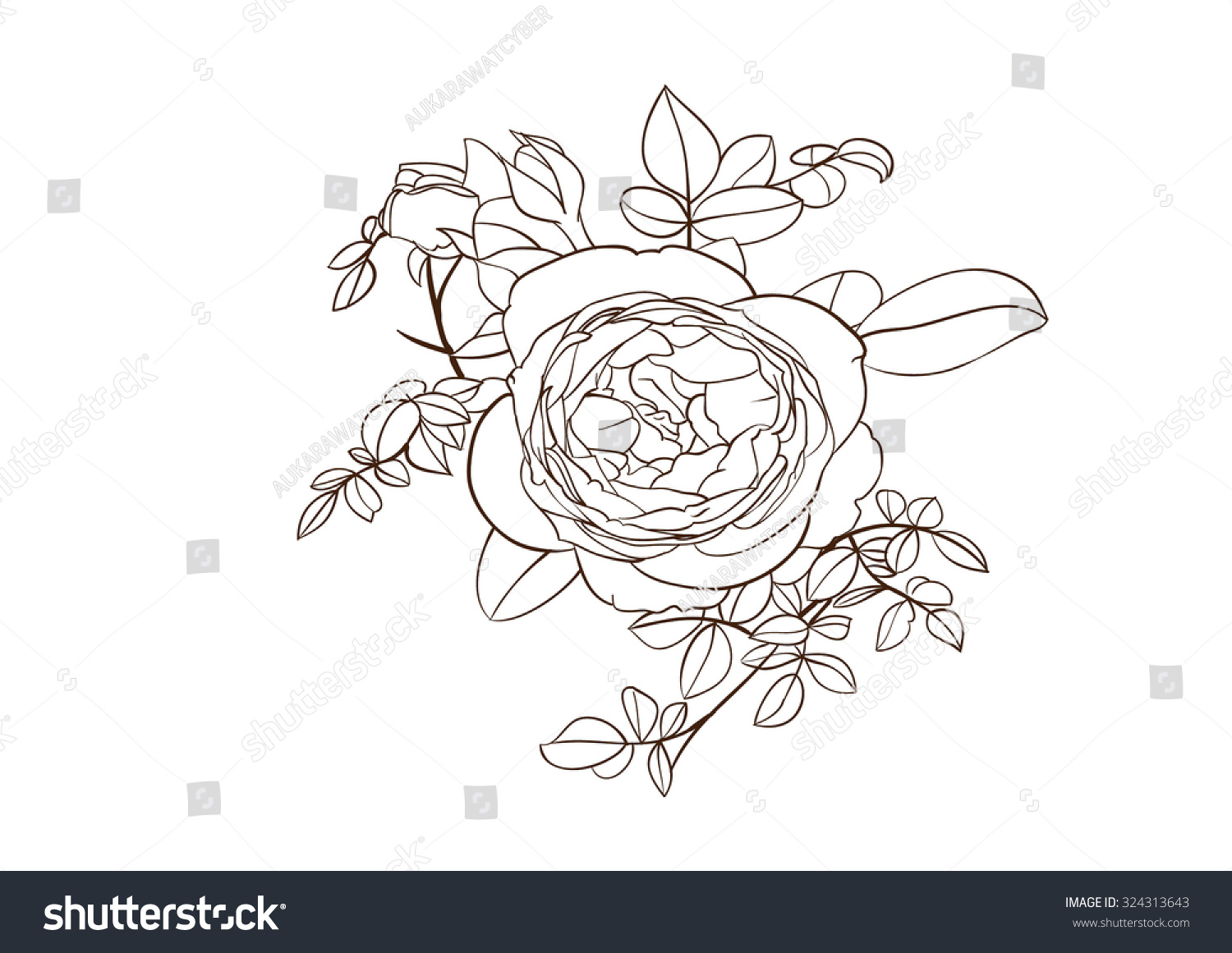 English Rose Drawing Vector Stock Vector (Royalty Free) 324313643 ...