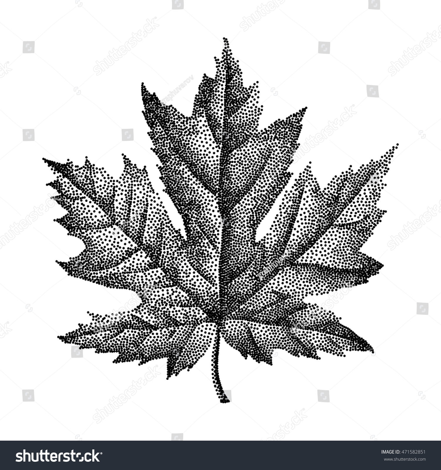 Engraving Maple Leaf Hand Drawn Vector Stock Vector (Royalty Free ...