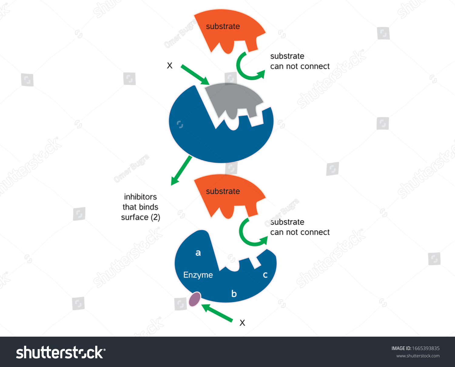Enzyme Function Synthesis Substrate Product Enzymeproduct Stock Vector ...
