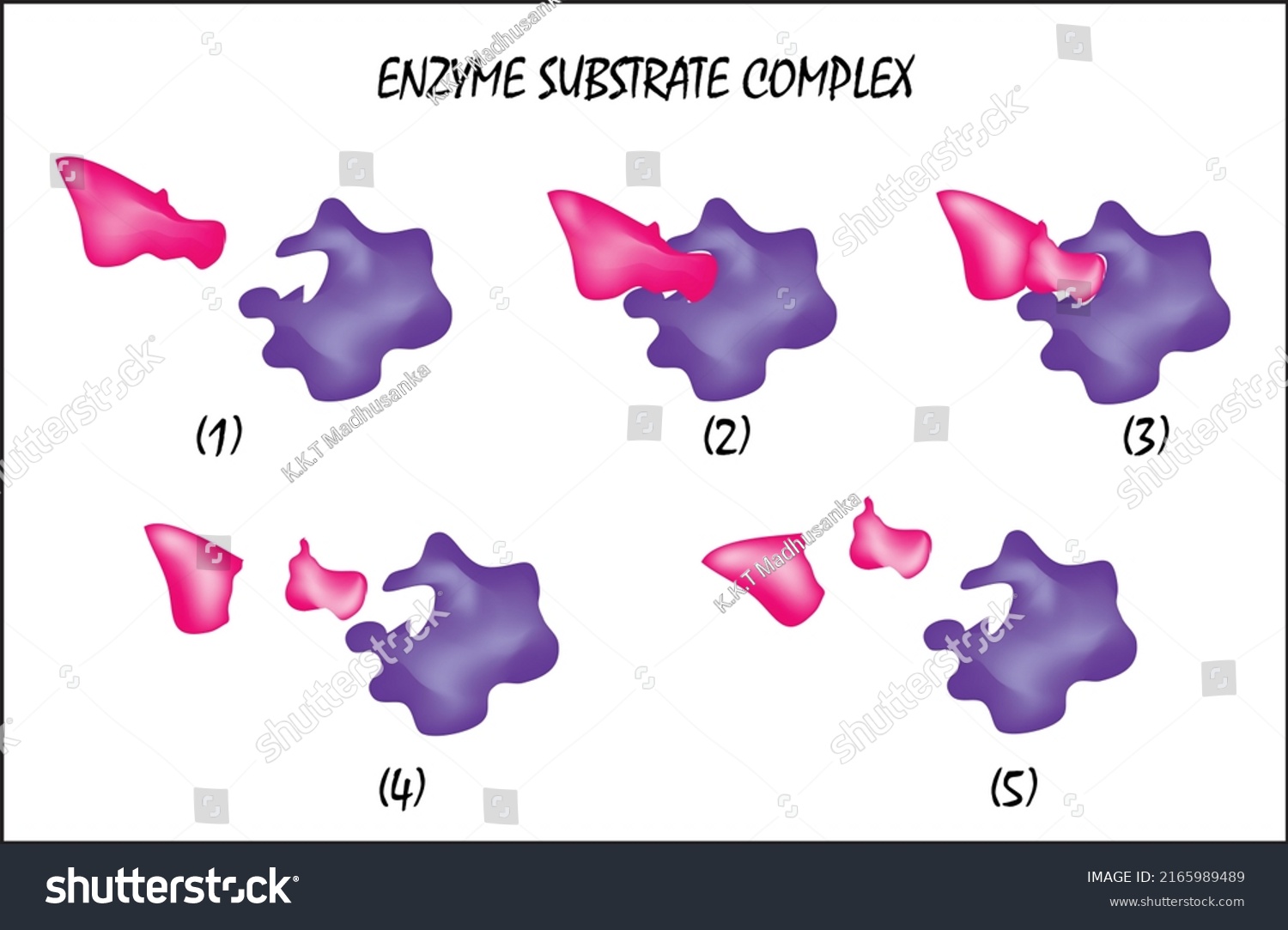 Enzyme Substrate Complex Enzyme Substrate Binding Stock Vector (Royalty ... Enzyme Substrate Complex Enzyme Substrate Binding Stock Vector (Royalty ...