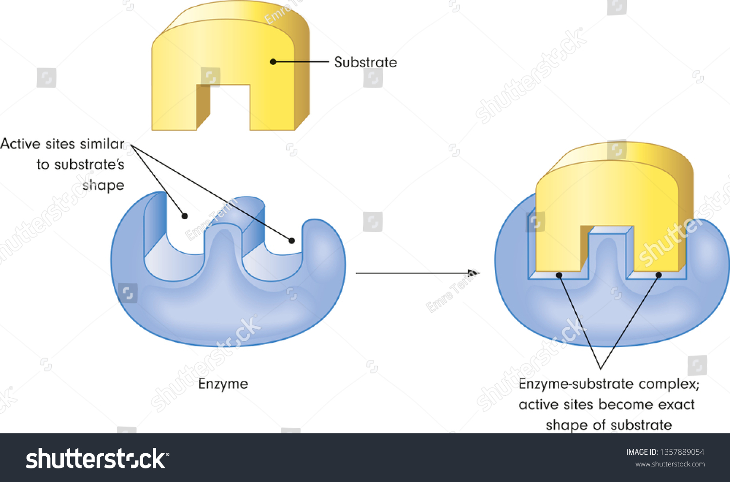 122 Enzyme substrate complex Images, Stock Photos & Vectors | Shutterstock