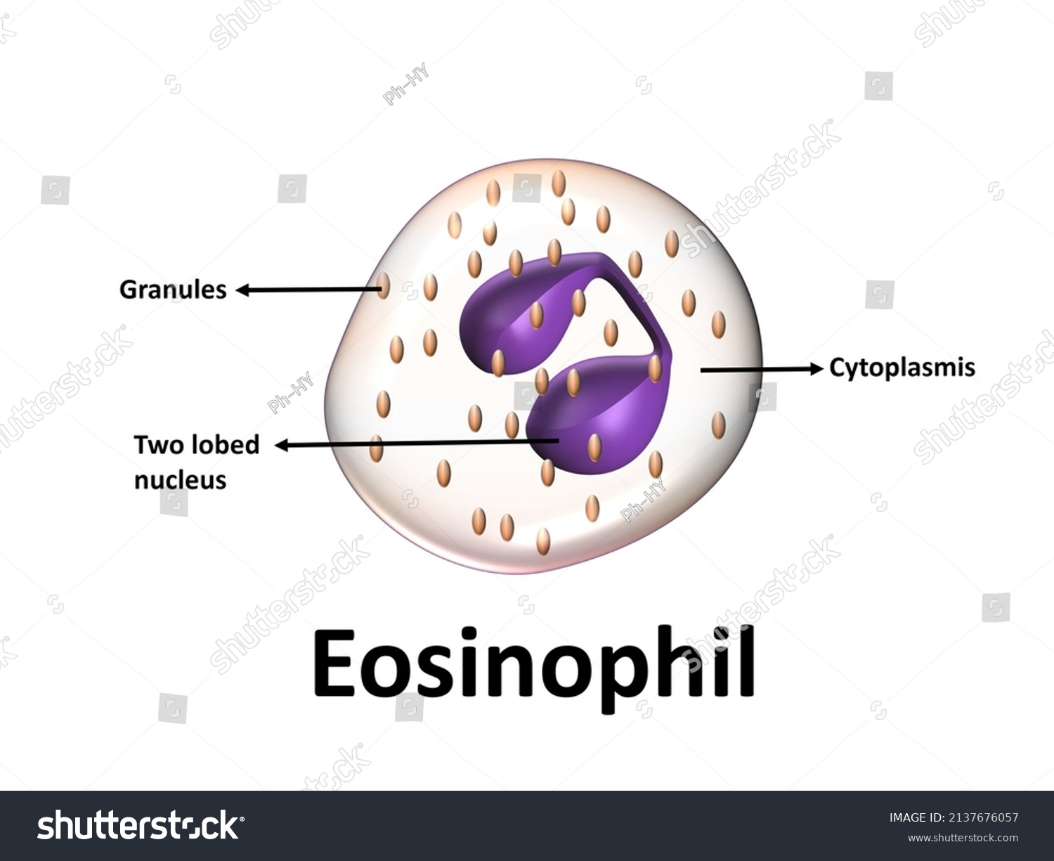Eosinophil Images Stock Photos Vectors Shutterstock