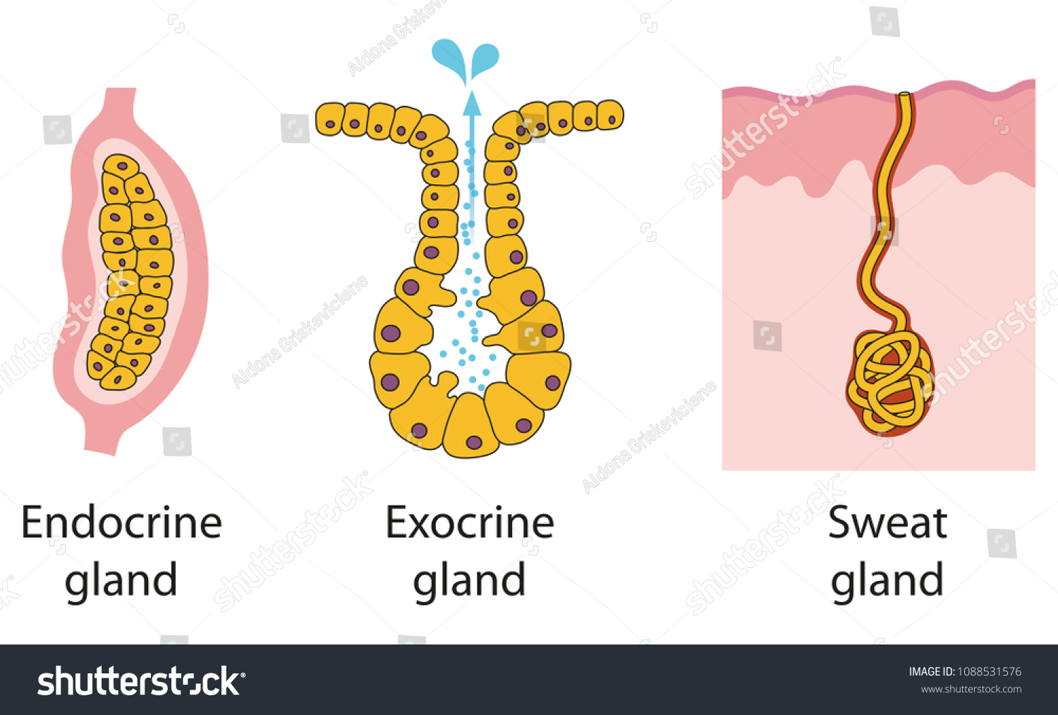 48 Histology endocrine glands Stock Illustrations, Images & Vectors ...