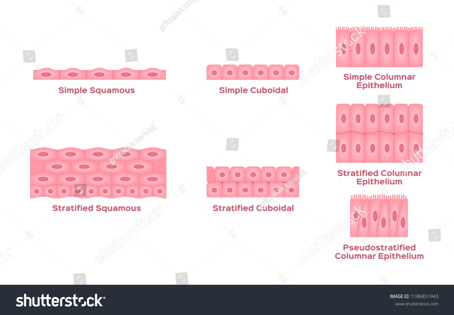 Epithelial Tissue Vector Cell Stock Vector (Royalty Free) 1186851943