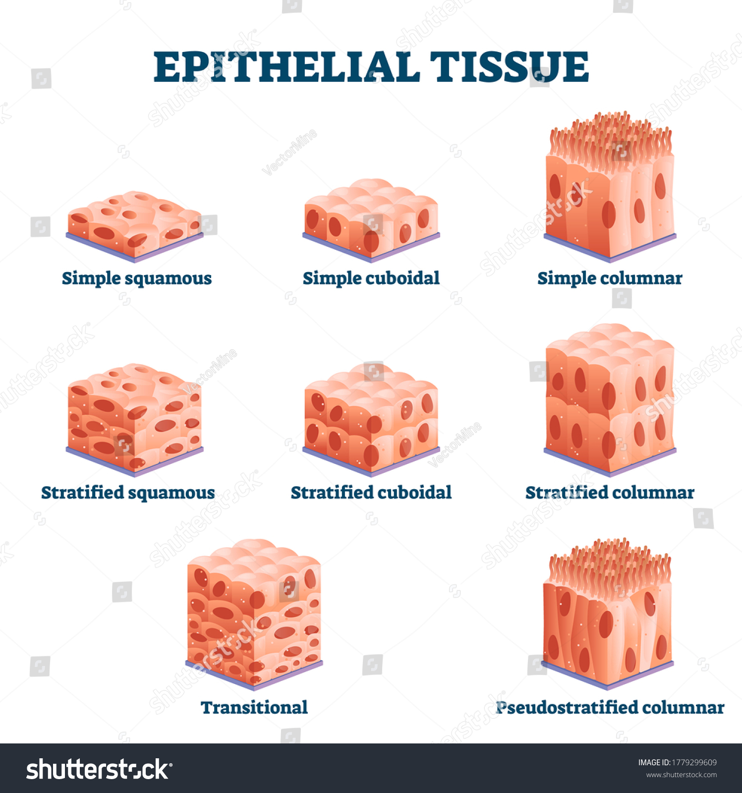 4,693 Epithelial cell Images, Stock Photos & Vectors | Shutterstock