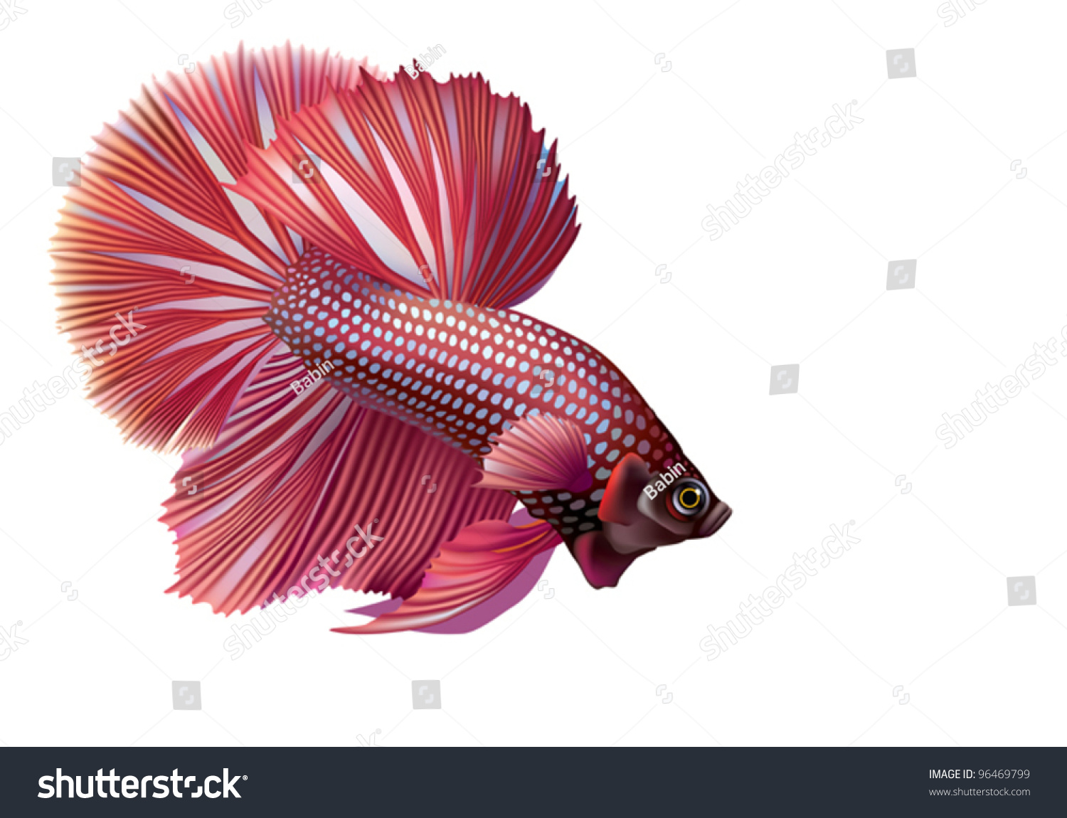 Eps8 Red Rumble Fish Cockerel Betta Stock Vector (Royalty Free ...