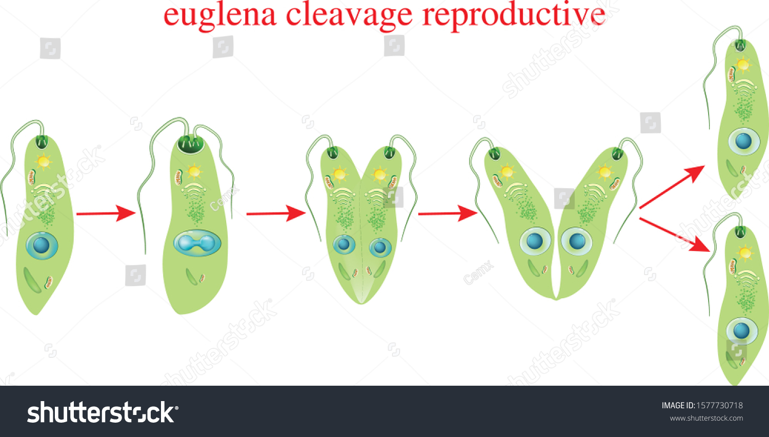 2 Euglena cleavage reproductive: immagini, foto stock e grafica ...