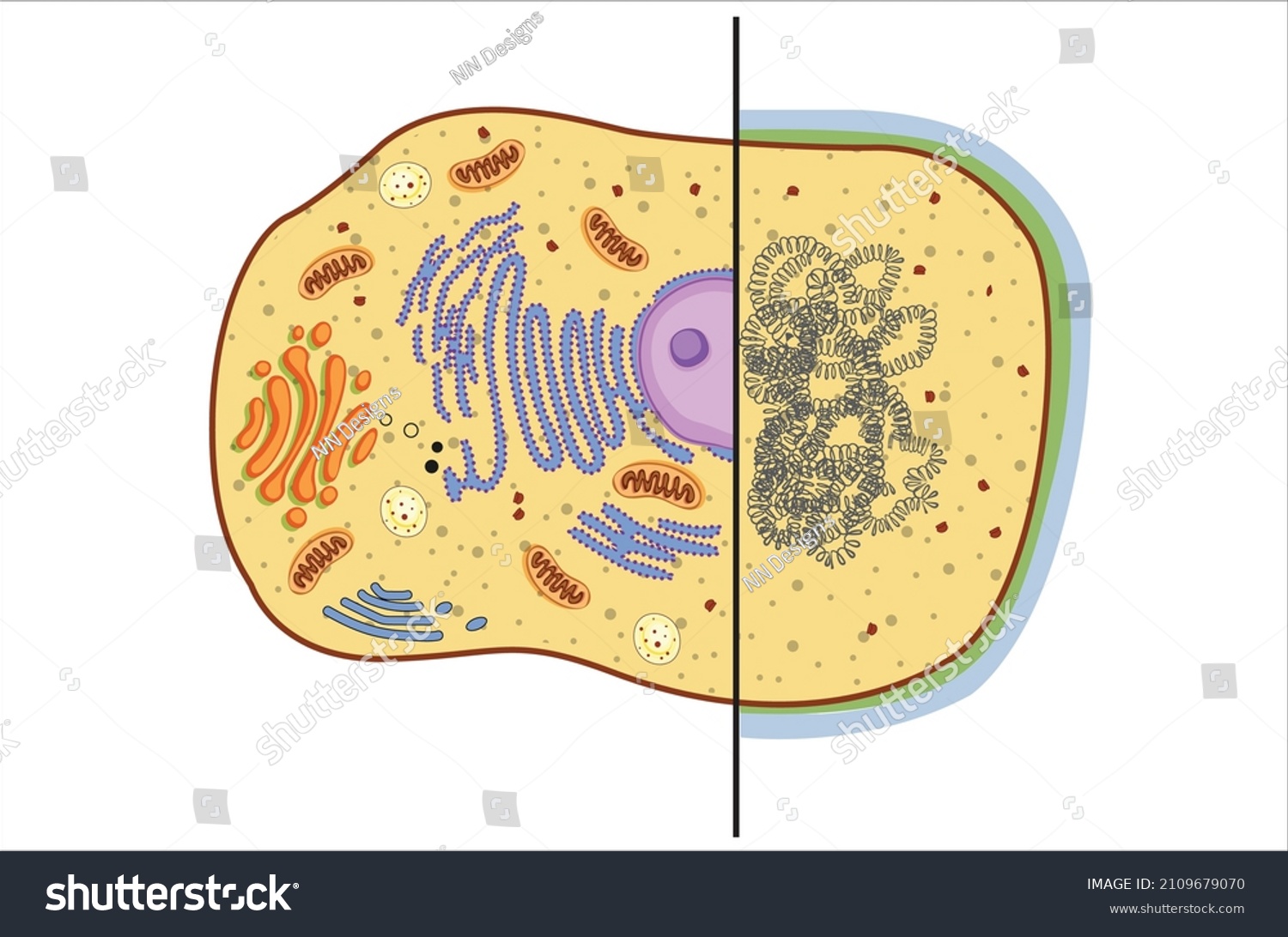Eukaryotic Cell Diagram Vector Illustrtaion Stock Vector (Royalty Free ...