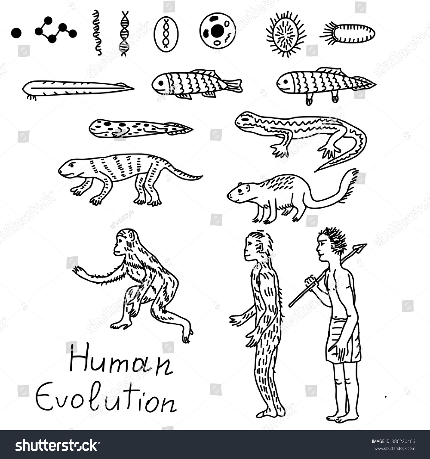 Evolution Atom Human Illustration Stock Vector (Royalty Free) 386220406