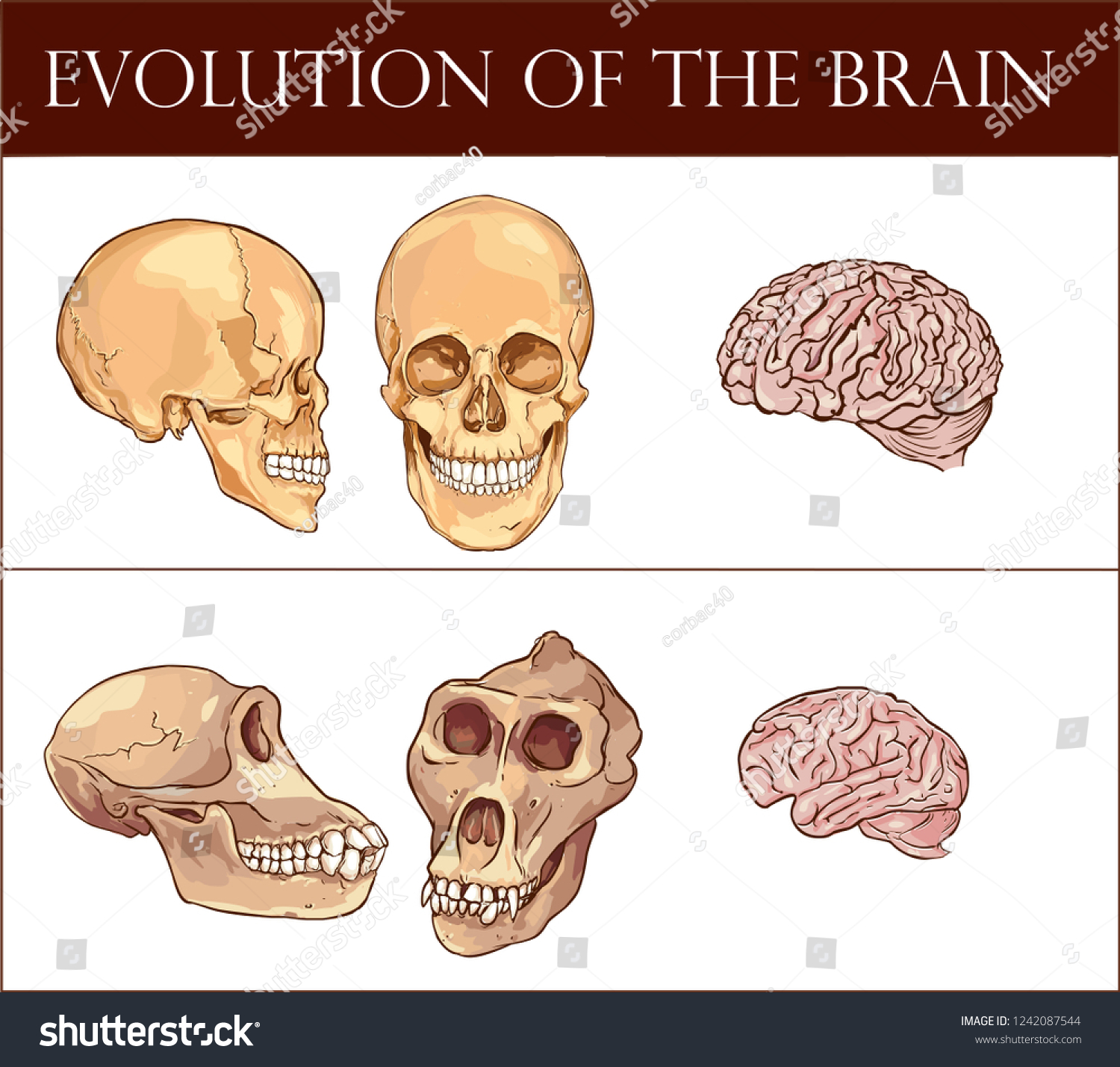Evolution Brain Vector Illustration Stock Vector (Royalty Free) 1242087544