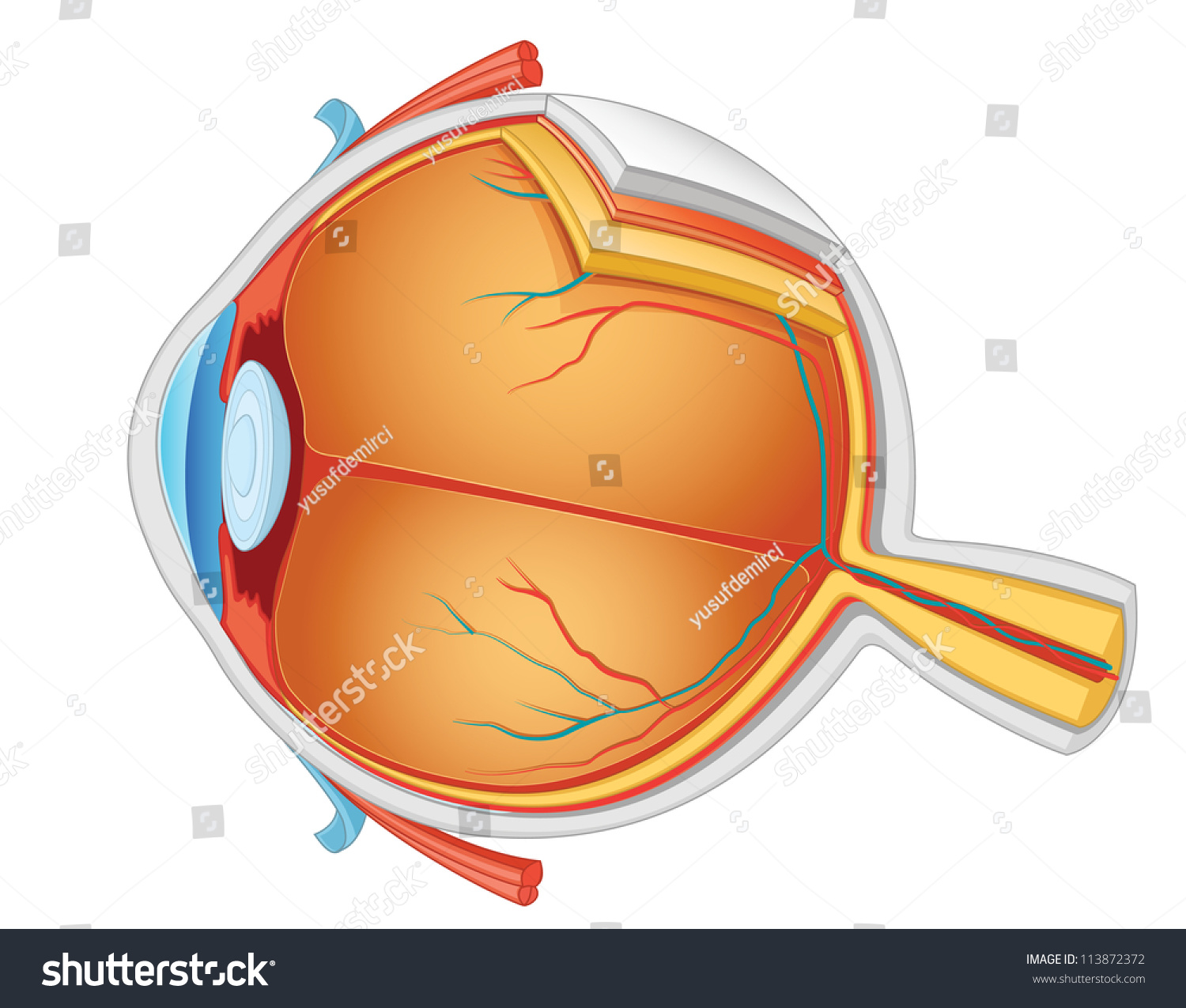 Eye Anatomy Vector Illustration: เวกเตอร์สต็อก (ปลอดค่าลิขสิทธิ์ ...
