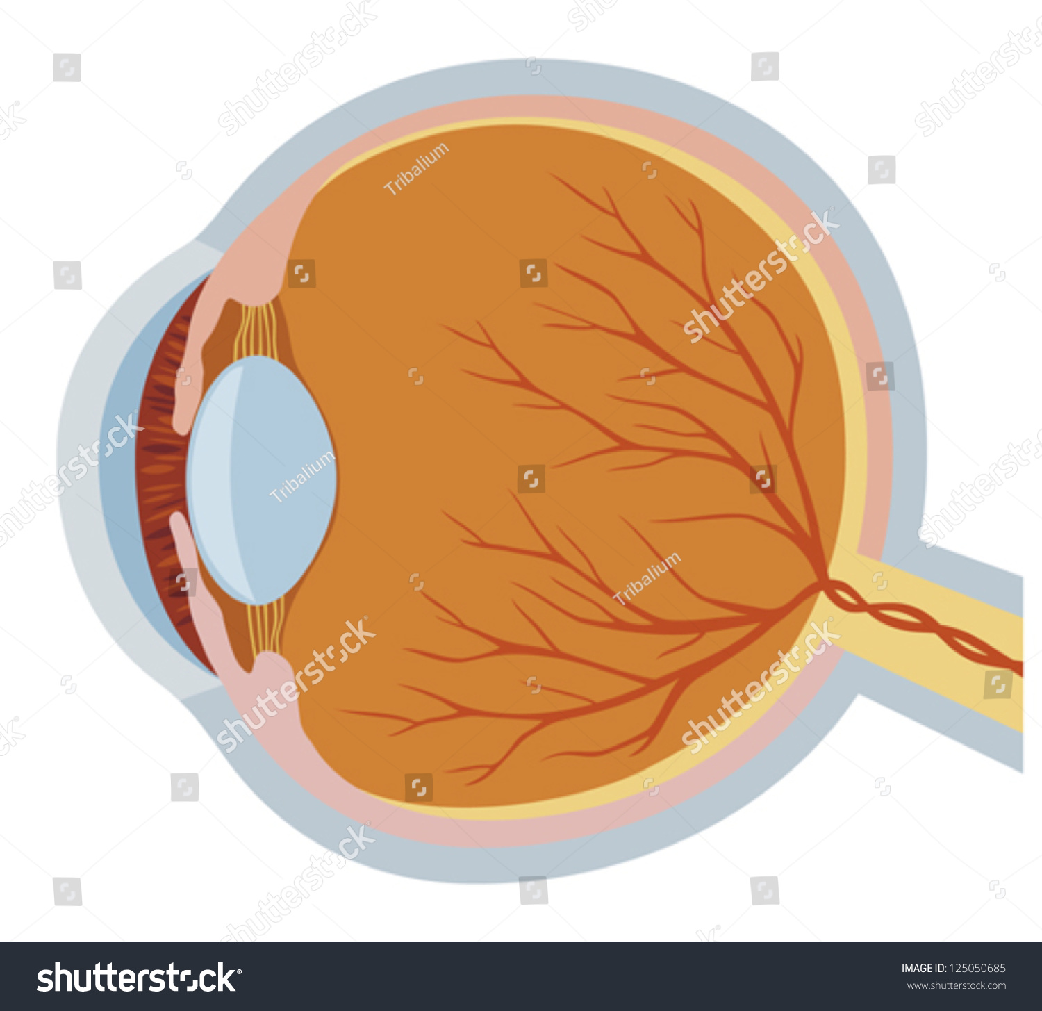 Eye Anatomy Vector Illustration Stock Vector 125050685 - Shutterstock