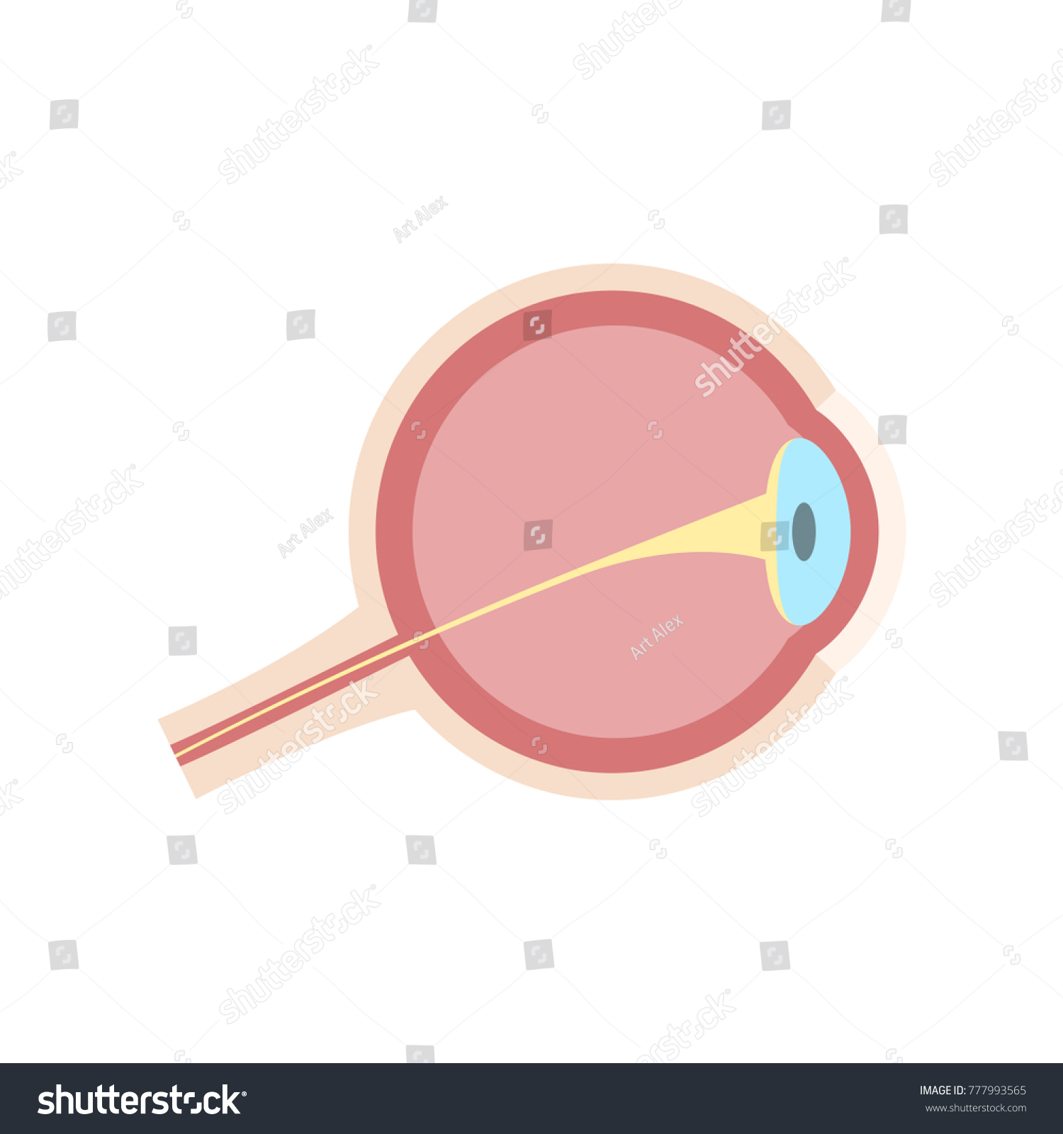 Eye Anatomy Vector Illustration Stock Vector (Royalty Free) 777993565 ...