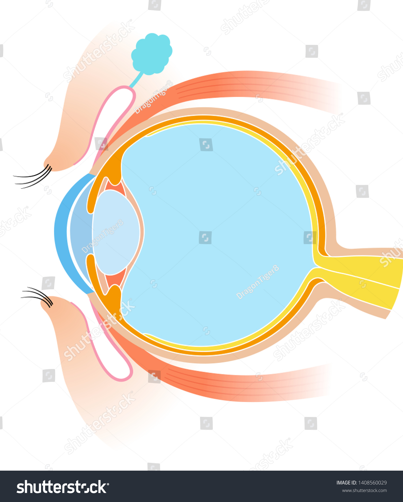 Eye Cross Section Anatomy Material: vector de stock (libre de regalías ...