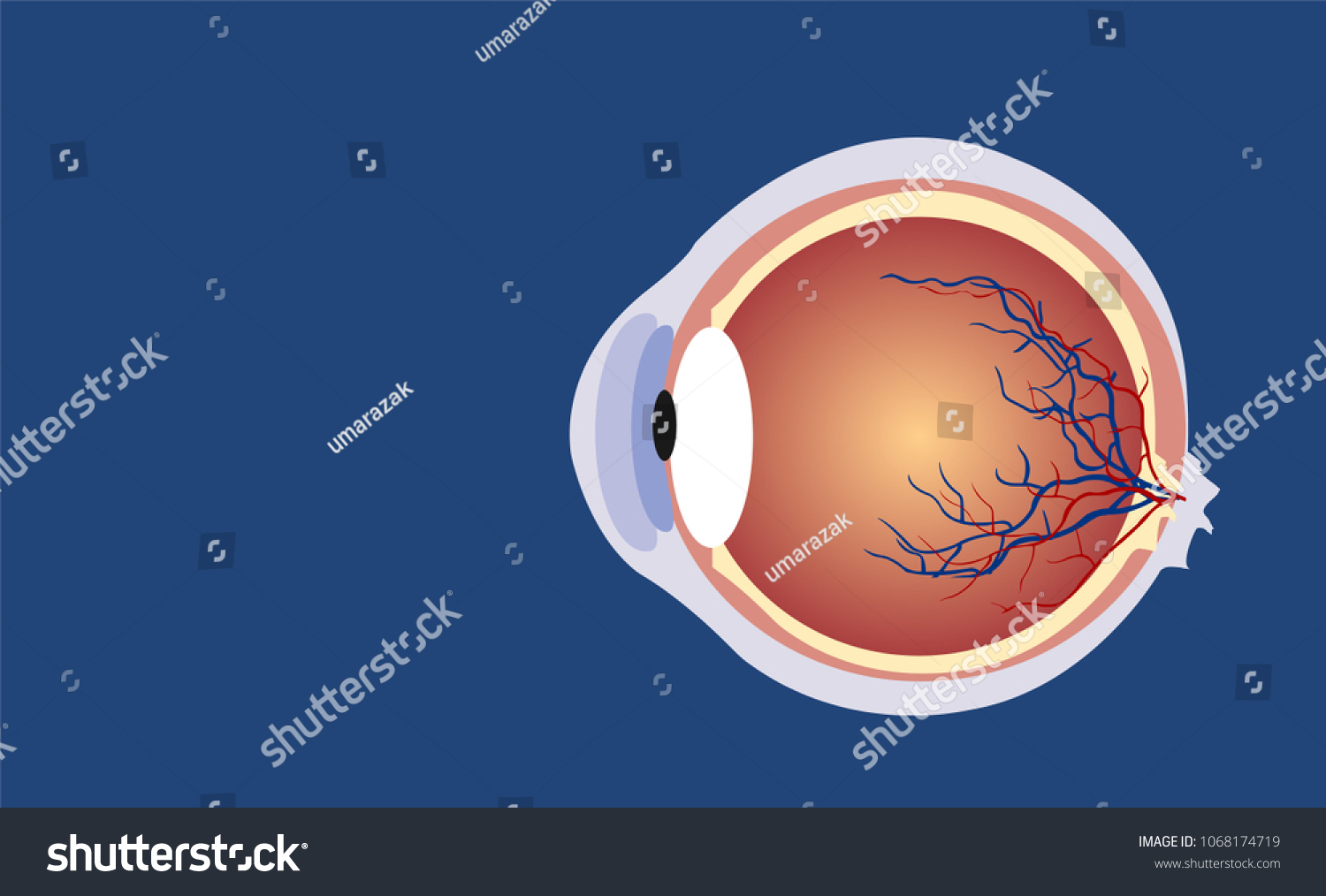 Eyeball Side Cut Illustration Vector Stock Vector (Royalty Free ...