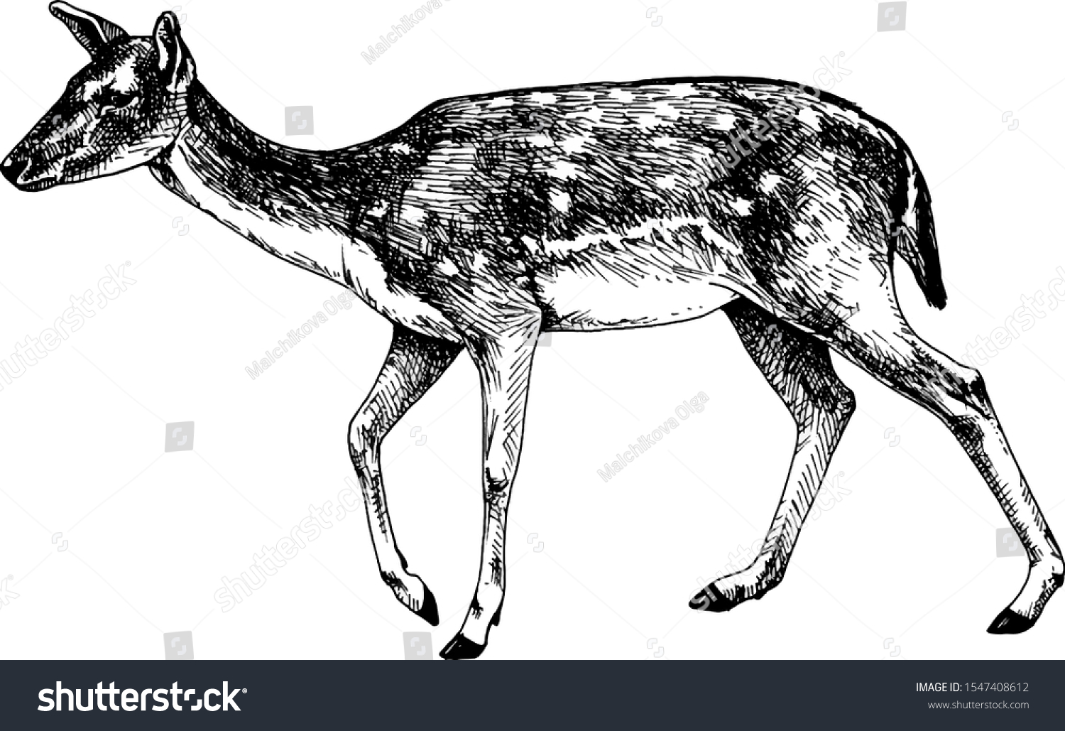 Fallow Deer Doe Hatched Walking Vector Stock Vector (Royalty Free ...