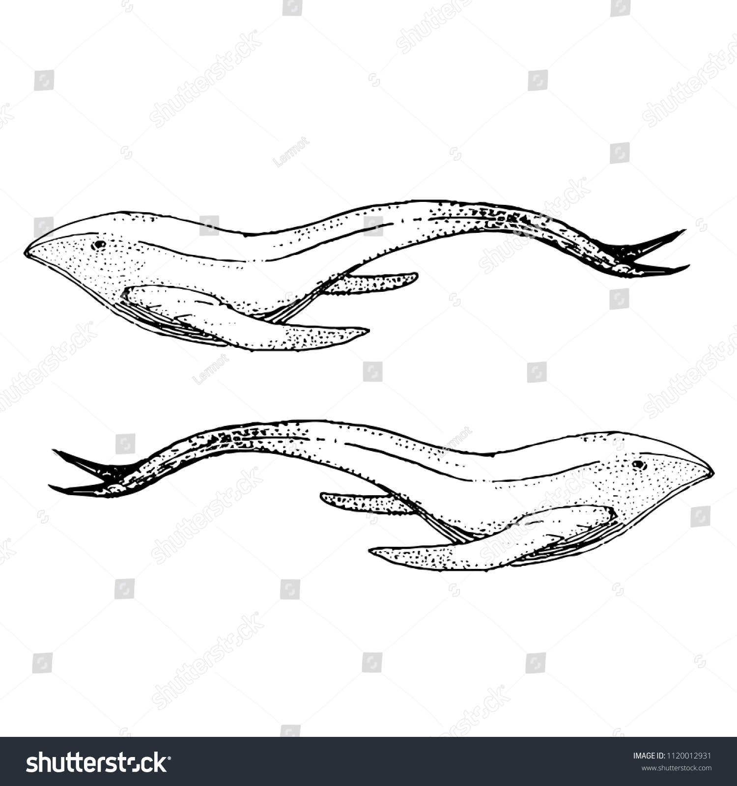 Fantasy Fish Ink Drawing Vector Stock Vector (Royalty Free) 1120012931