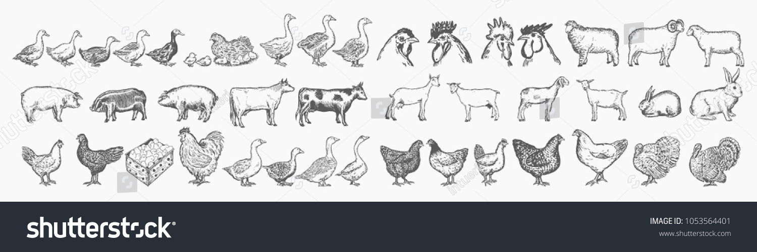 Farm Animals Set Vector Collection Stock Vector (Royalty Free ...
