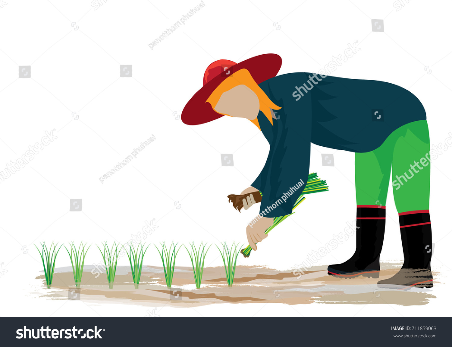Farmer Transplant Rice Vector Design Stock Vector (Royalty Free ...