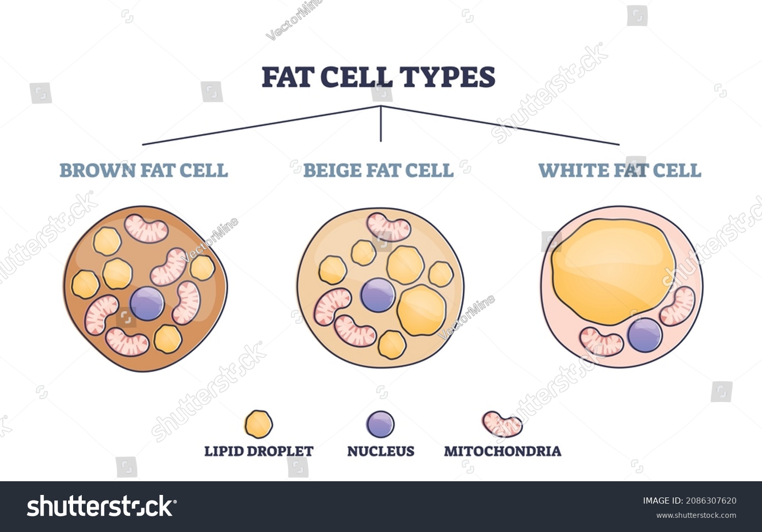 Fat Cell Types Adipocyte Division Brown Stock Vector Royalty Free 2086307620 Shutterstock