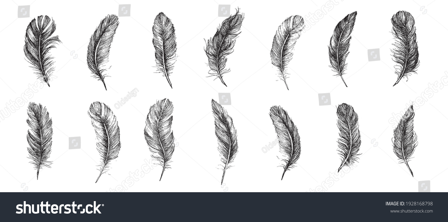 Feather Pattern Hand Drawn Style Vector Stock Vector (Royalty Free ...