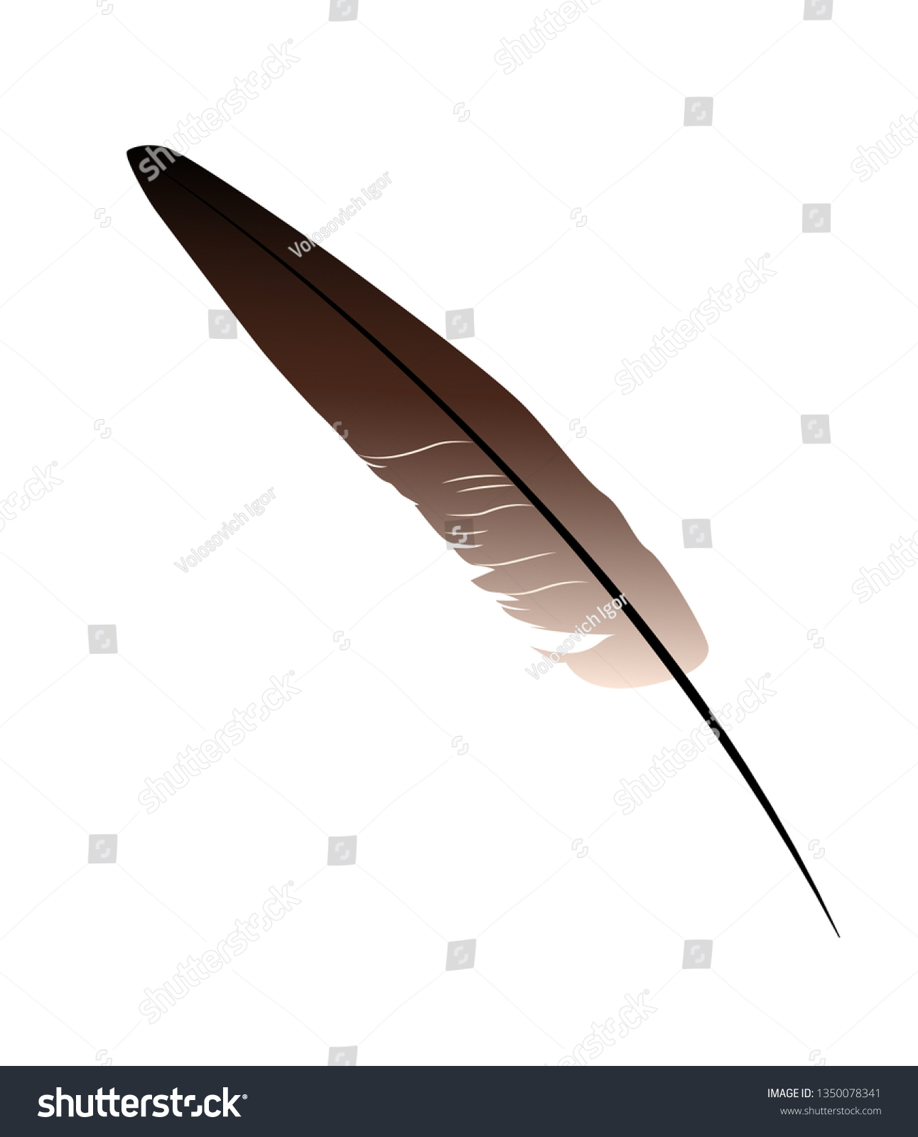 Feather Realistic Vector Illustration Isolated: เวกเตอร์สต็อก (ปลอดค่า ...