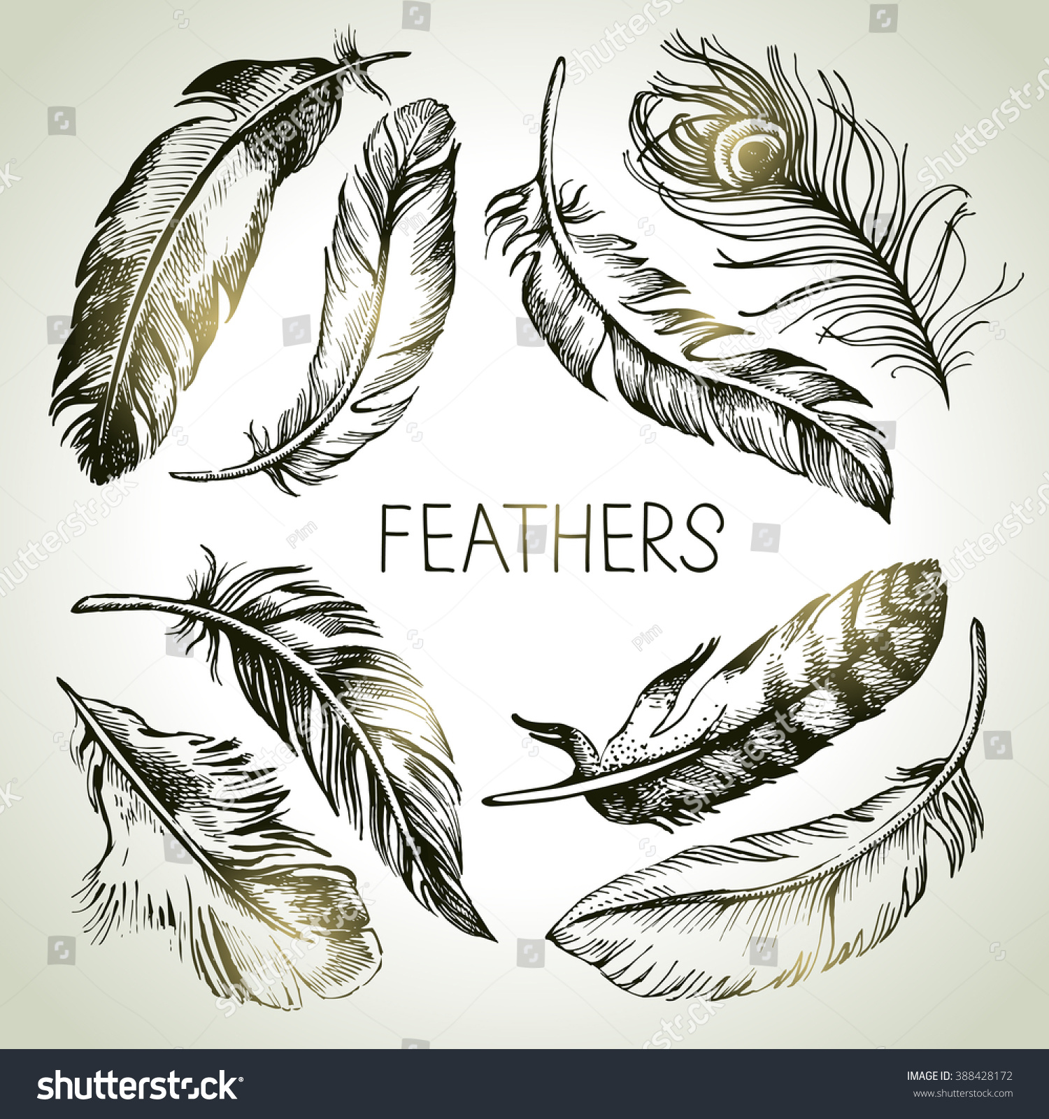 Feather Sketch Set Hand Drawn Vector Stock Vector (Royalty Free) 388428172