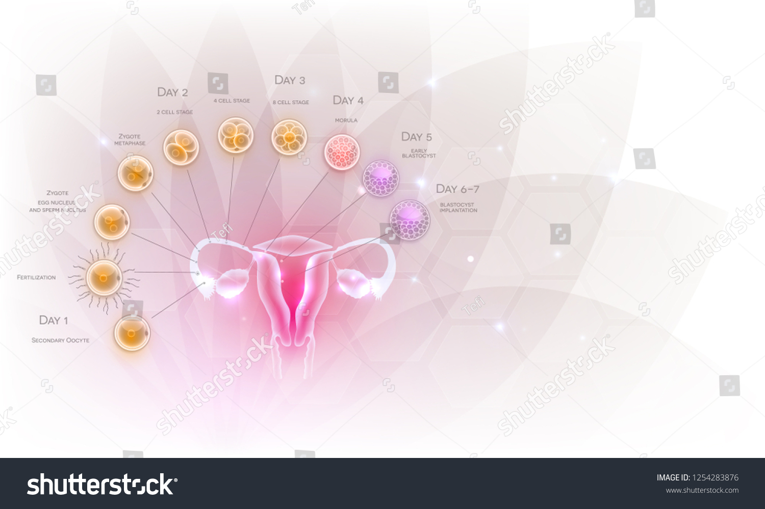 여성의 생식기는 자궁과 난소 배란 남성 스톡 벡터 로열티 프리 1254283876 Shutterstock