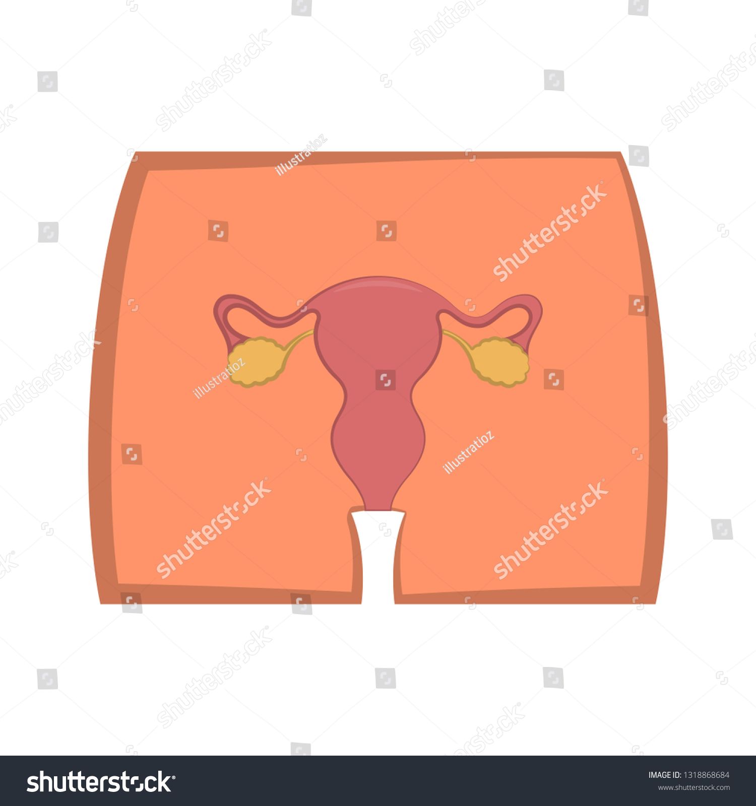 Female Reproductive System Body Vector Illustration เวกเตอร์สต็อก