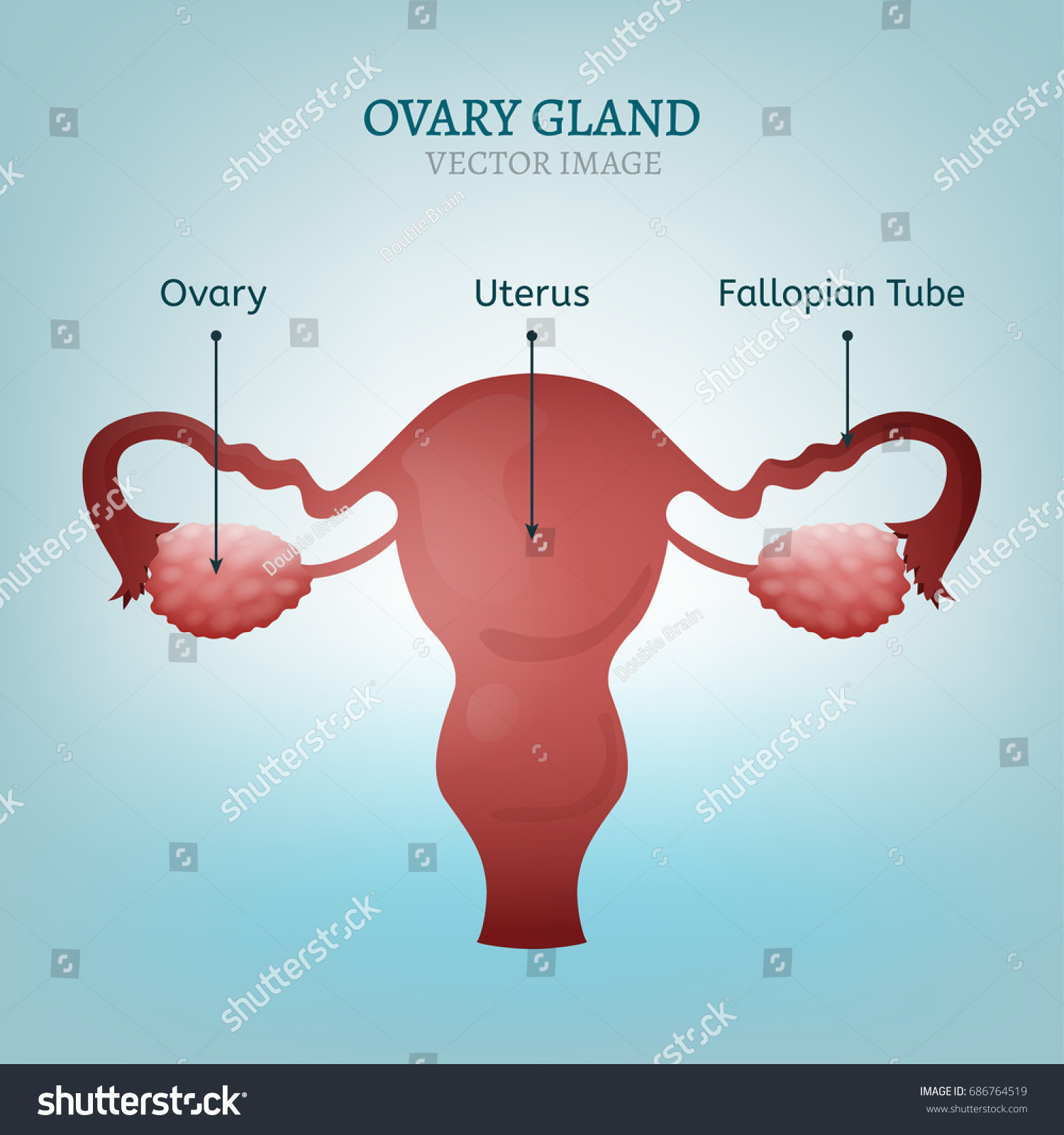 Female Reproductive System Uterus Ovary Glands เวกเตอร์สต็อก ปลอดค่า