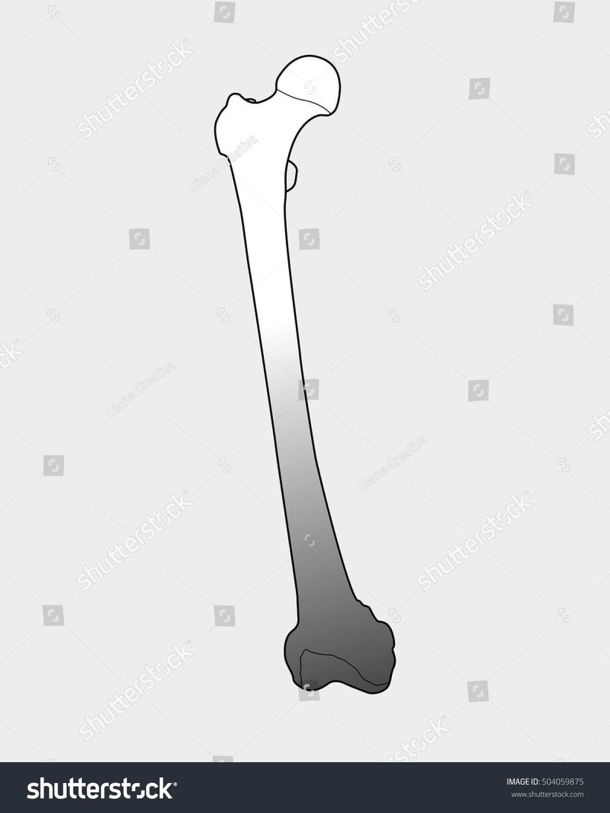 Femur Bone Stock Vector (Royalty Free) 504059875 | Shutterstock