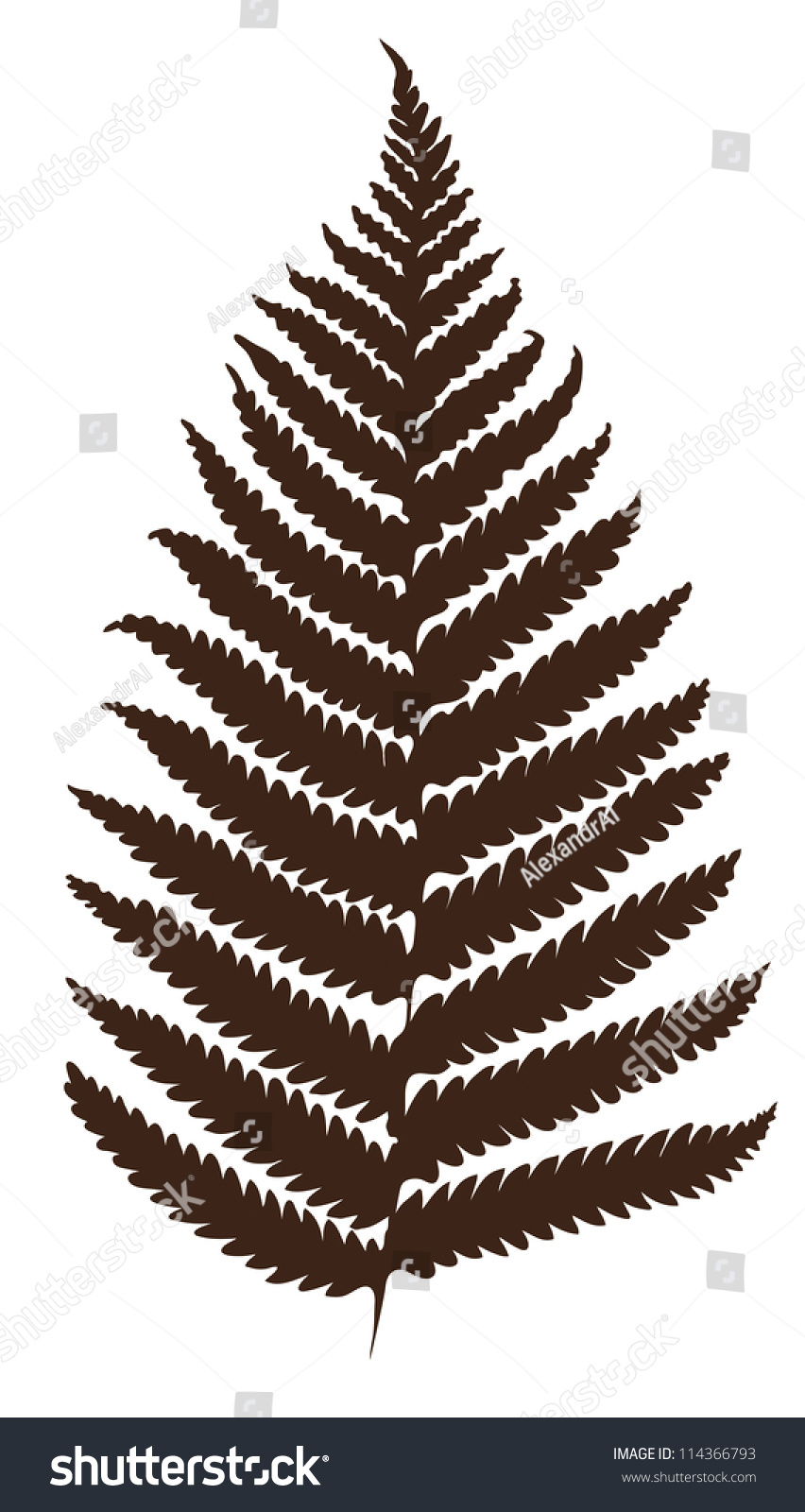 Fern Stock Vector 114366793 : Shutterstock