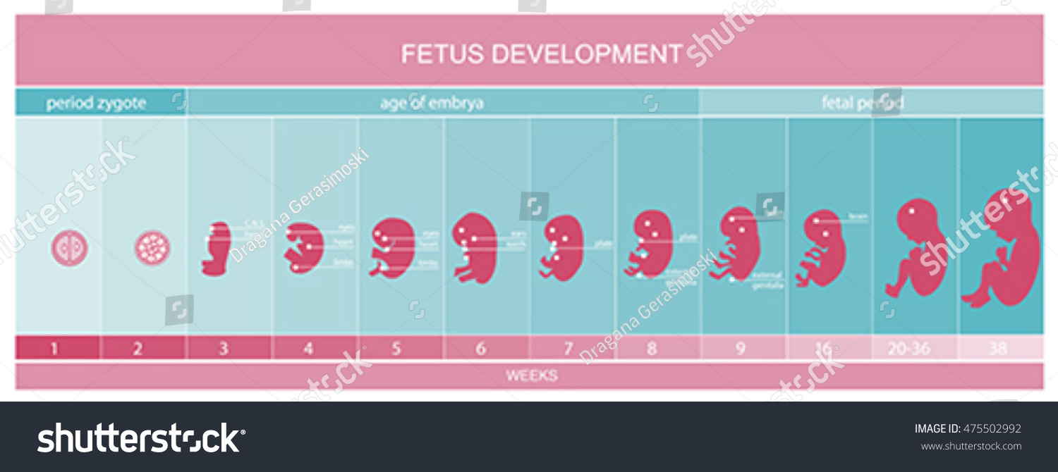 Fetus Development Pregnancy Stages Vector Stock Vector (Royalty Free ...