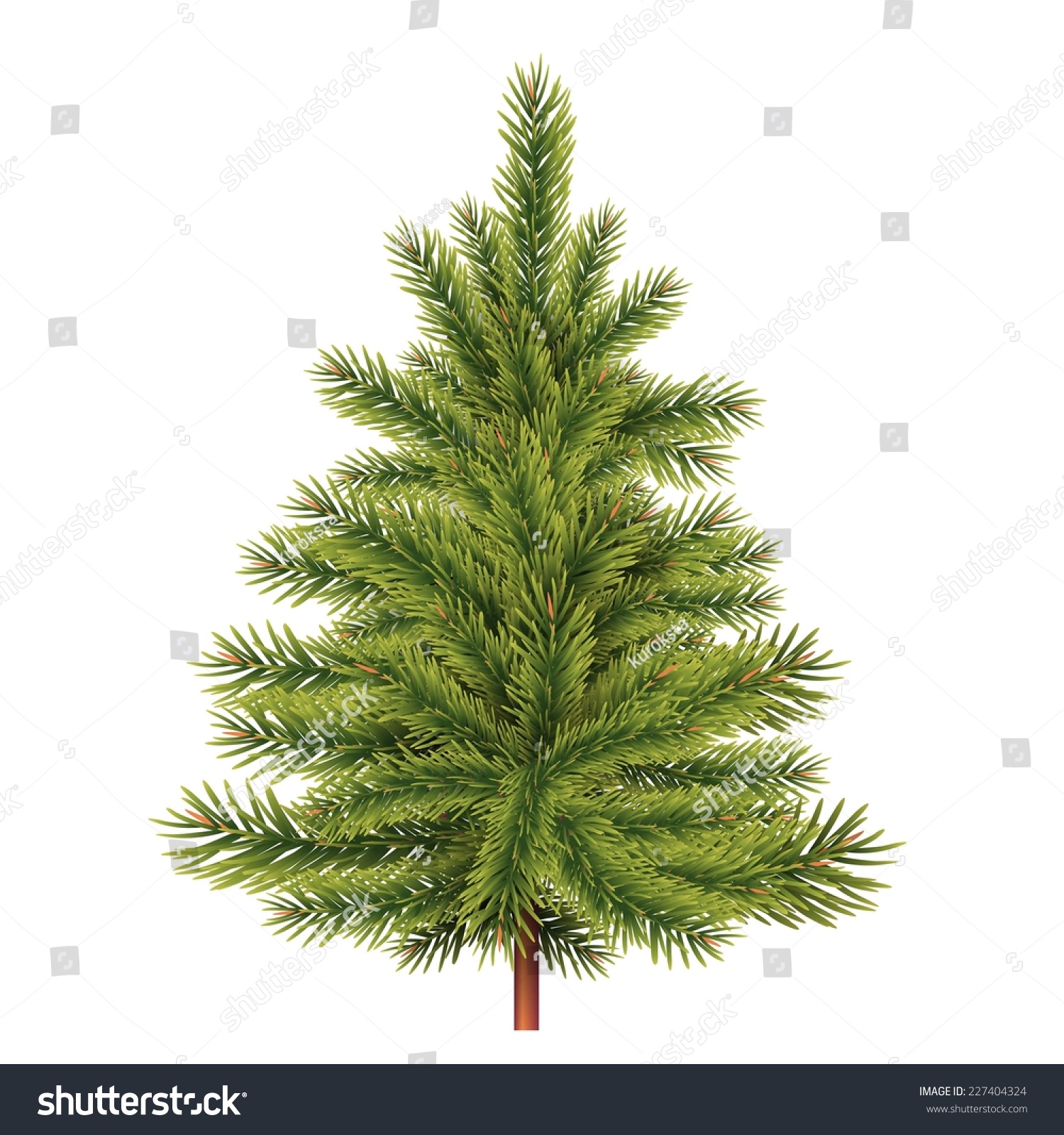 Fir Tree Vector Illustration - 227404324 : Shutterstock