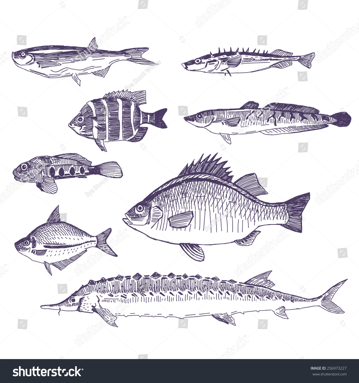 Fishes Vector Drawings Set Stock Vector (Royalty Free) 256973227 ...