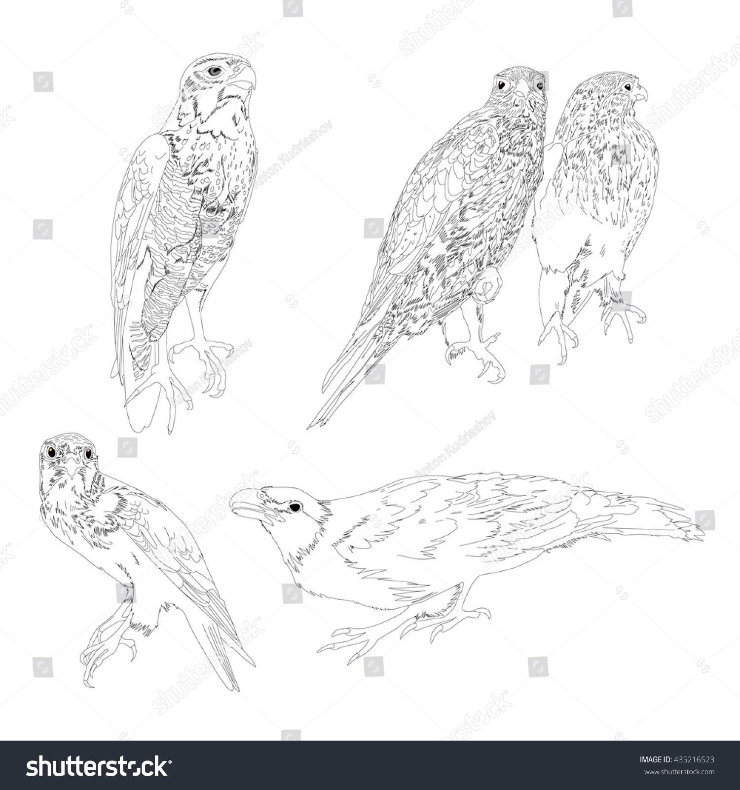 Five Drawing Vector Isolated Poly Predatory: เวกเตอร์สต็อก (ปลอดค่า ...