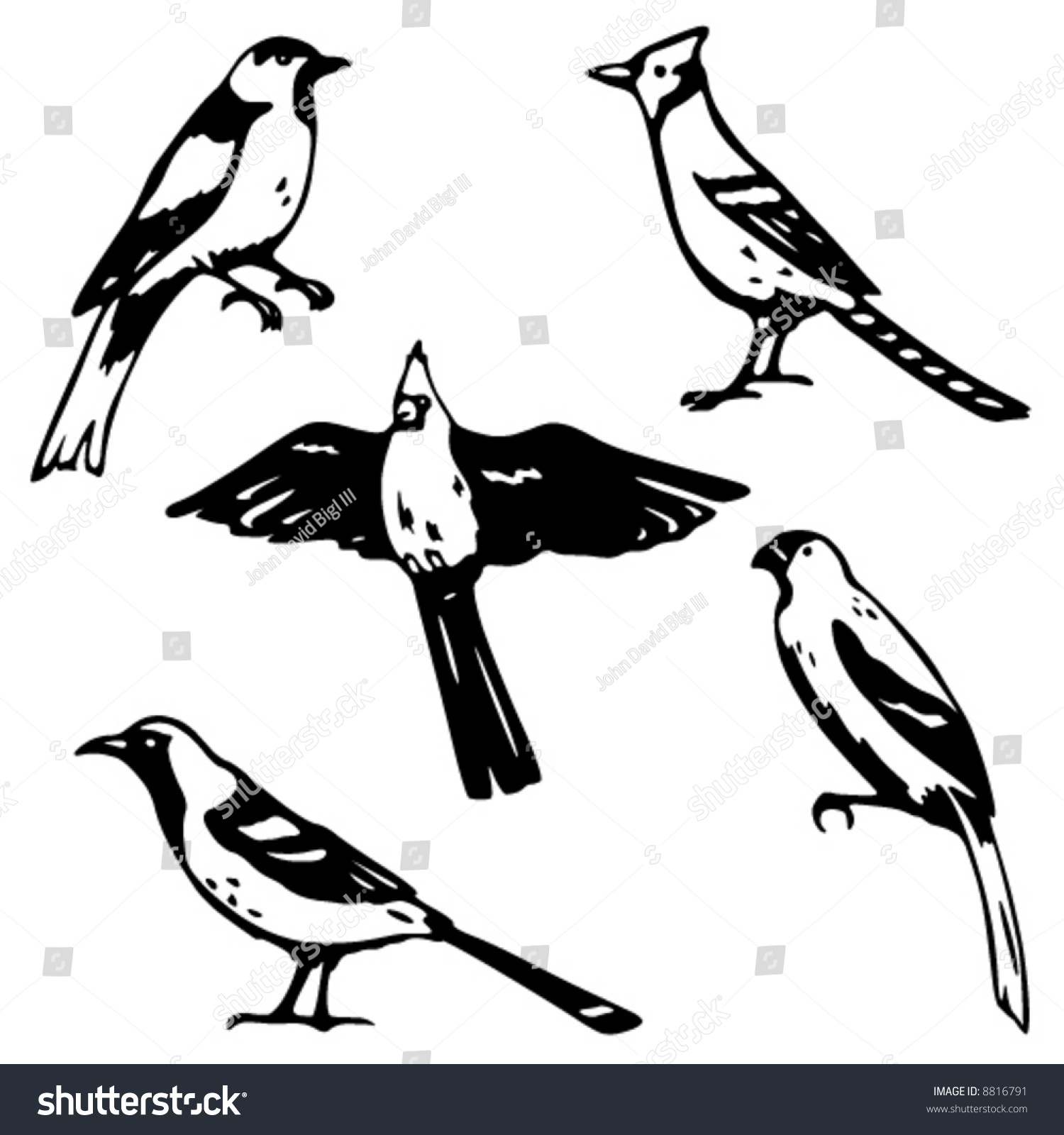 Five Stylized Vector Songbird Illustrations Stock Vector (Royalty Free ...
