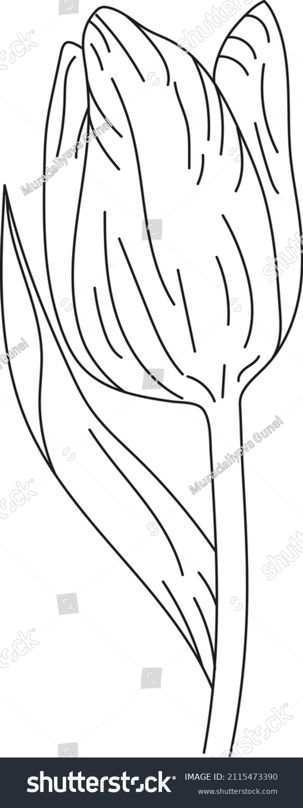 Flover Vector Hand Drawn Line Art Stock Vector (Royalty Free ...
