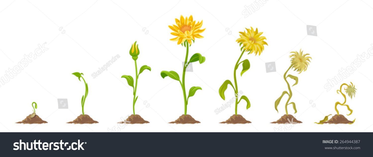 71,017 Flower dying Images, Stock Photos & Vectors | Shutterstock